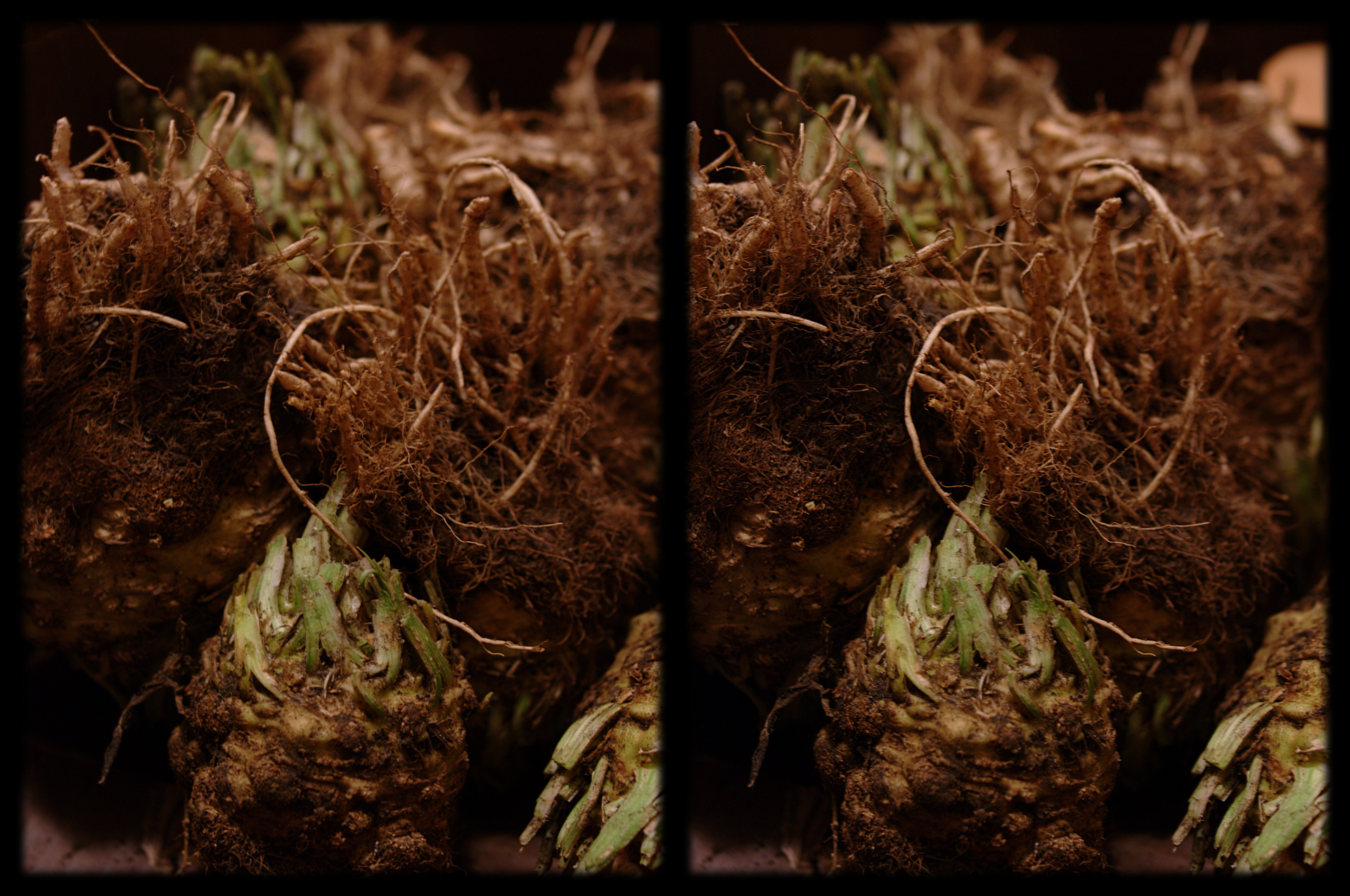 so, this is what celery root looks like : r/CrossView